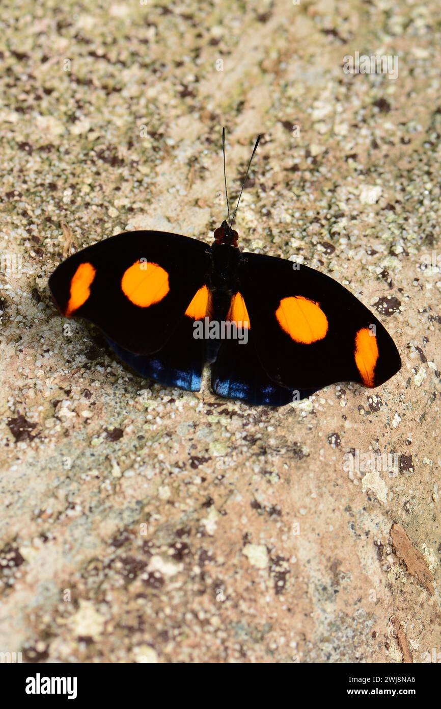 Papillon de cordonnier grec Banque de photographies et d’images à haute ...