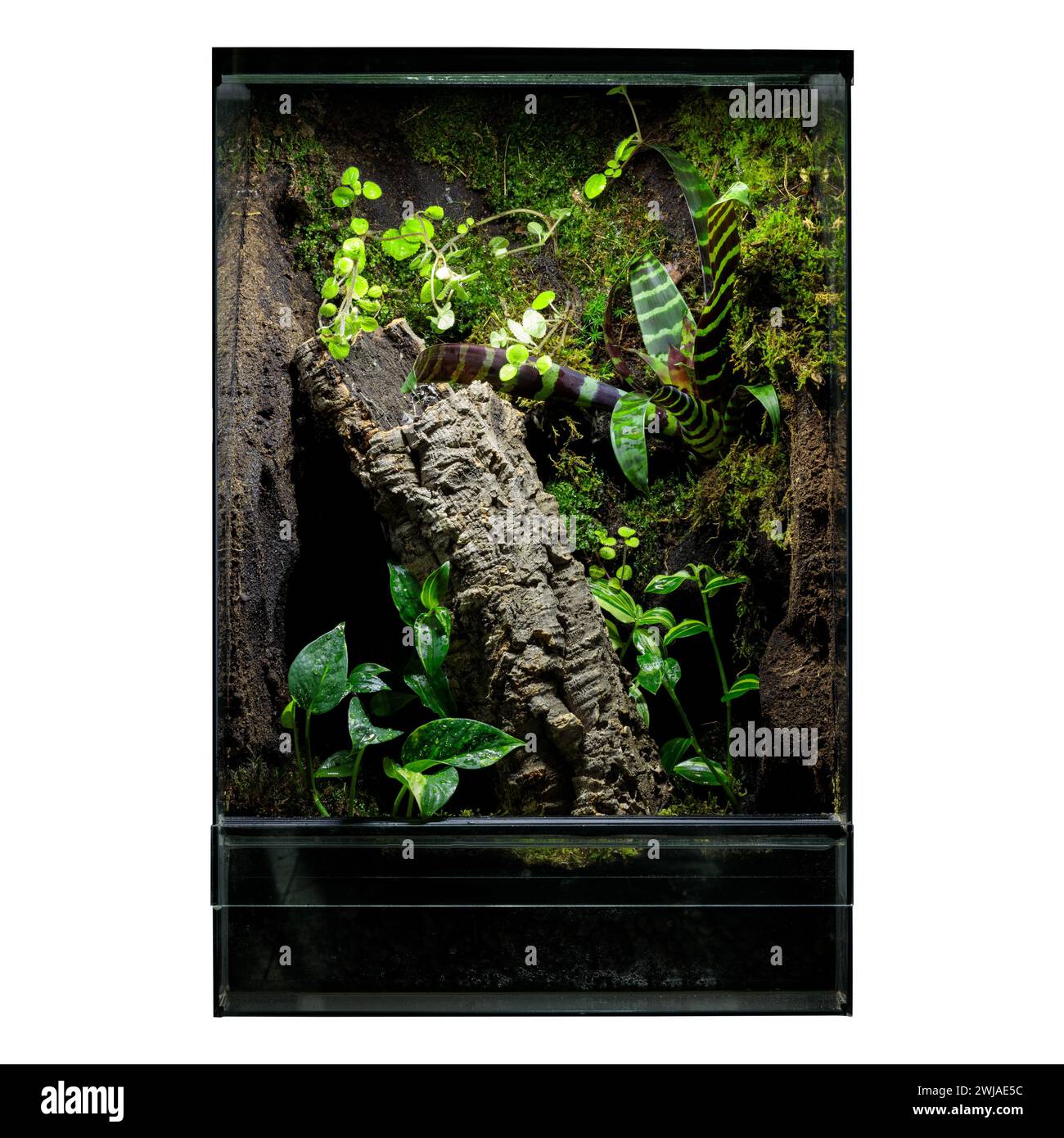 Verdure luxuriante Banque d'images détourées - Alamy