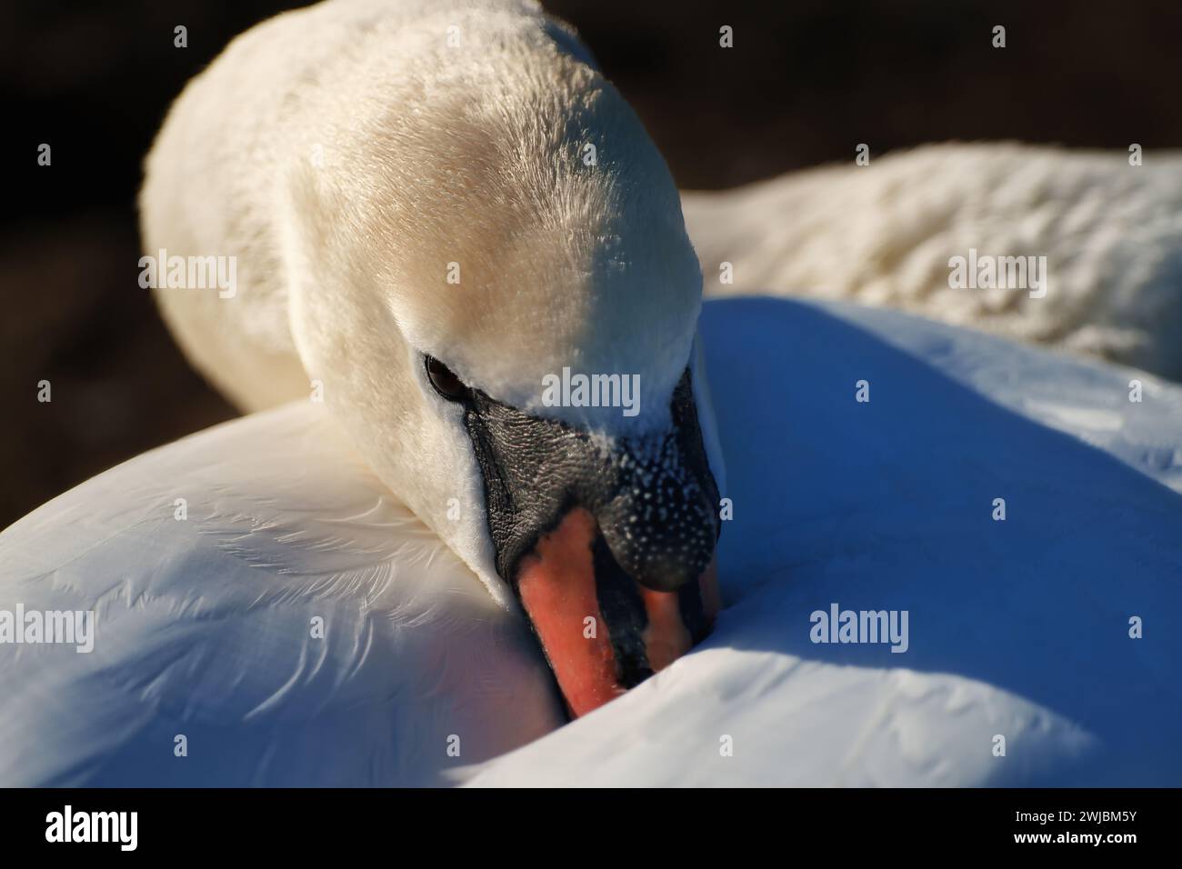 Becs plumes Banque de photographies et d’images à haute résolution - Alamy