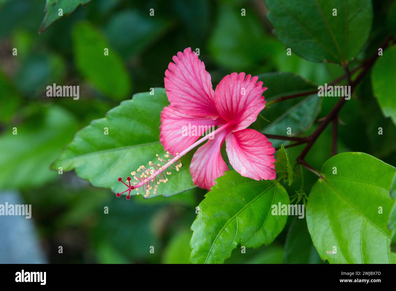 Dominican republic flower plant Banque de photographies et d’images à ...