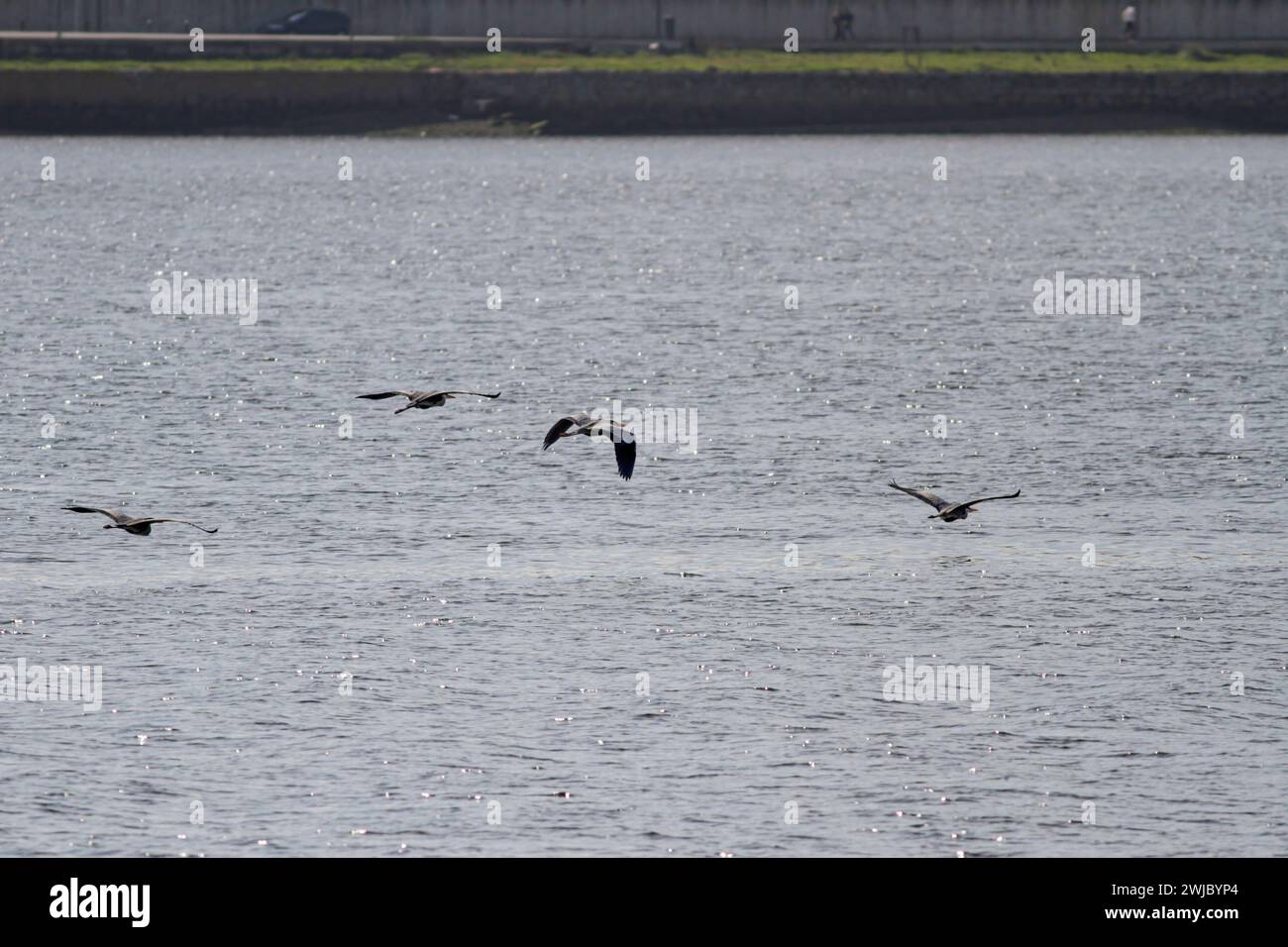 Oiseaux estuaire du douro Banque de photographies et d’images à haute ...