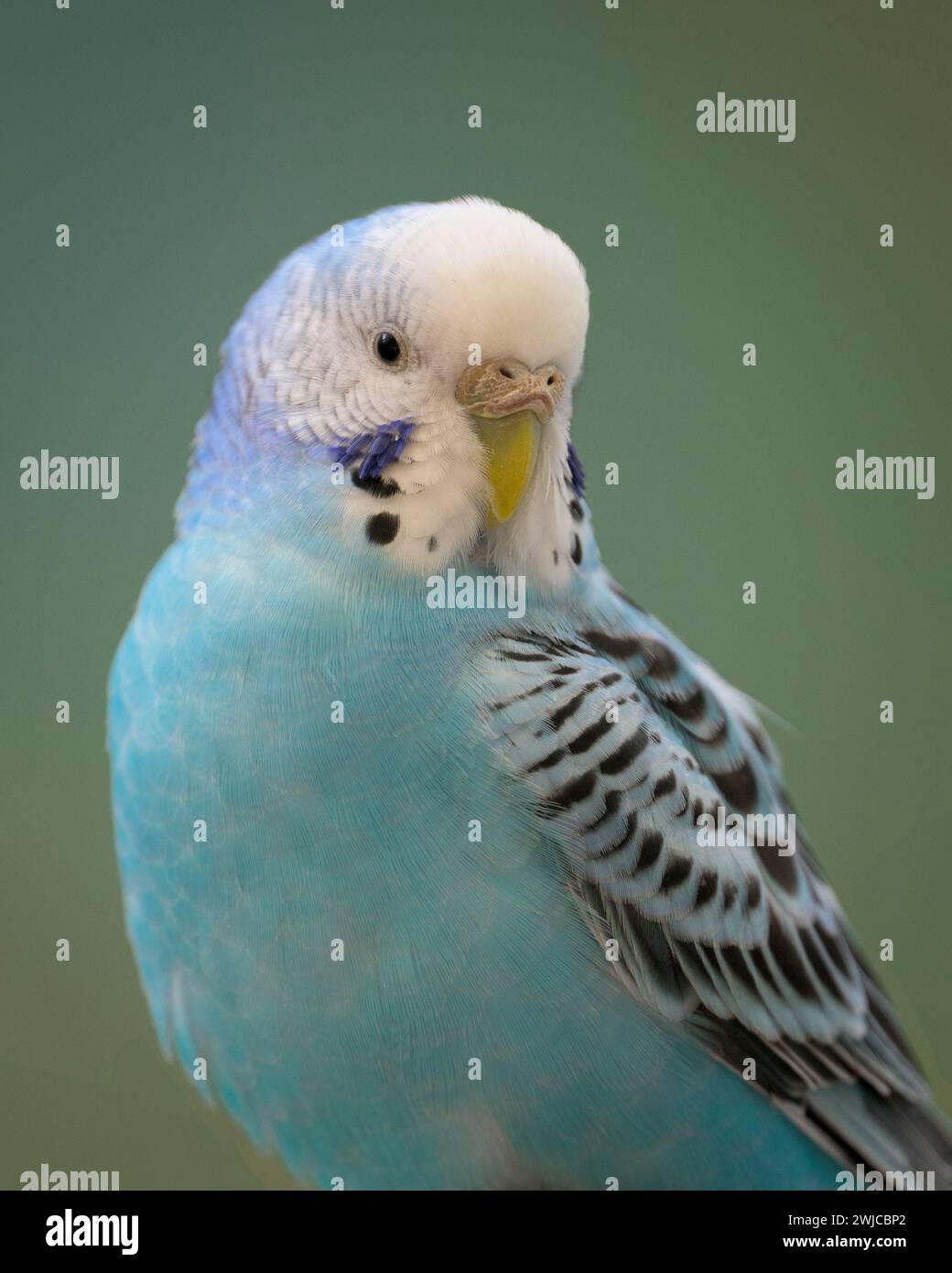 Perruche tropicale Banque de photographies et d’images à haute ...