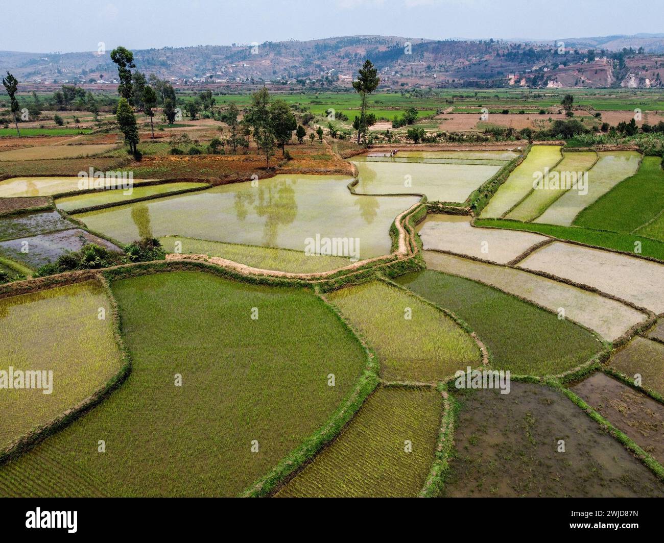 Riz paddy madagascar Banque de photographies et d’images à haute ...