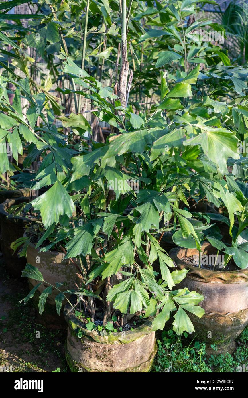 Grappe de queue de poisson Banque de photographies et d’images à haute ...
