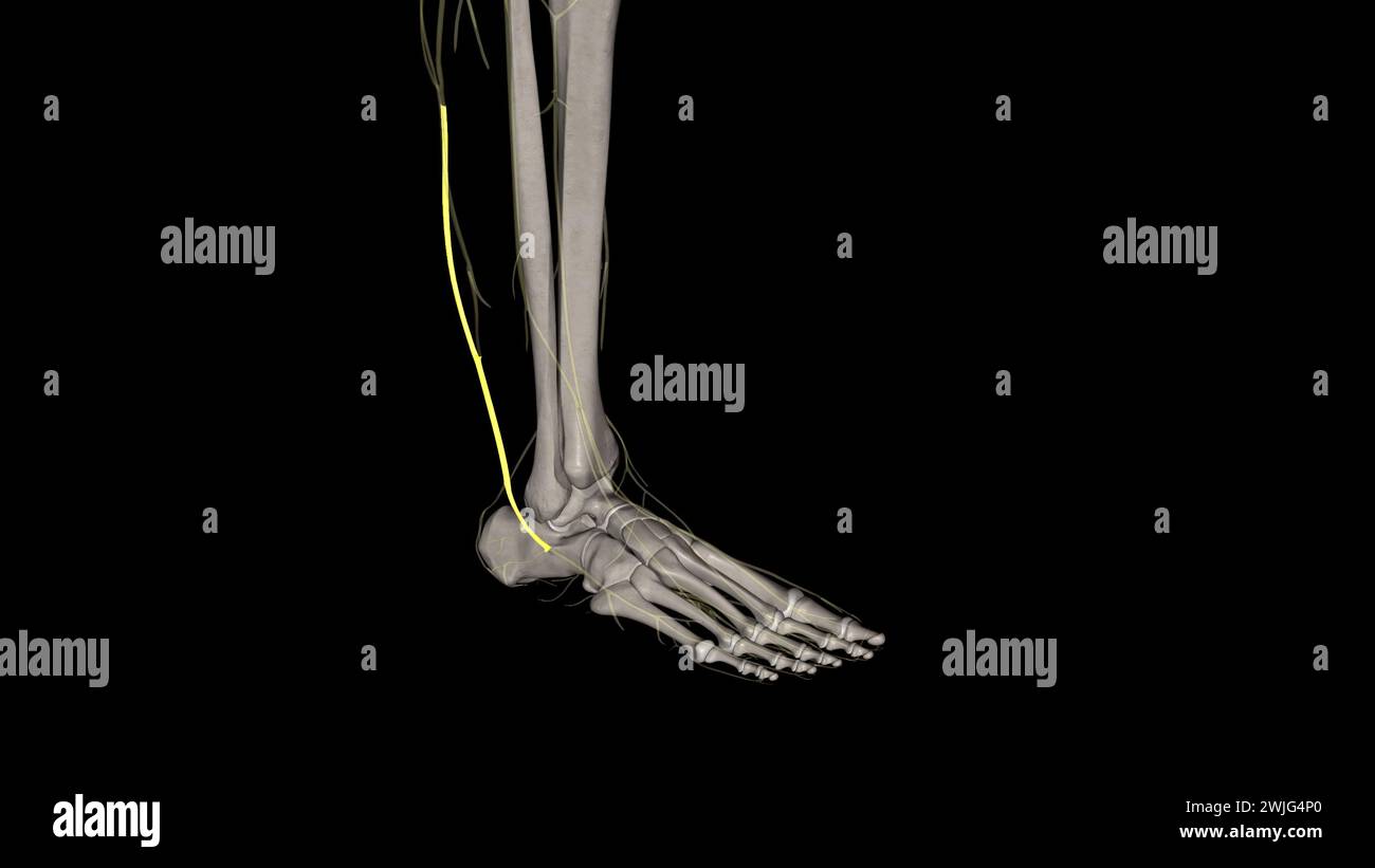 Nerf sural Banque de photographies et d’images à haute résolution - Alamy