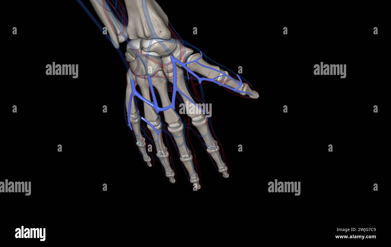 Anatomie vasculaire de la main Banque de photographies et d’images à ...