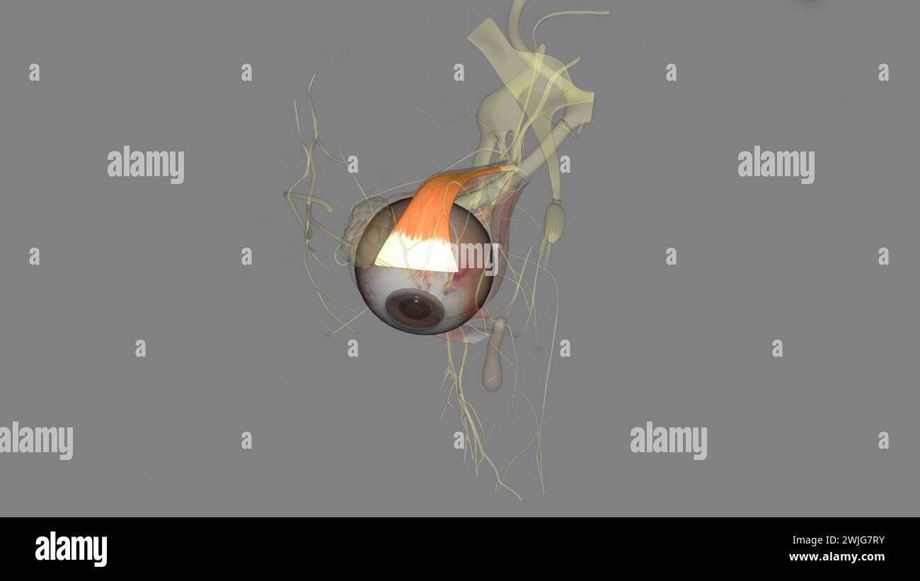 Le levator palpebrae superioris est le muscle dans l'orbite qui élève l ...