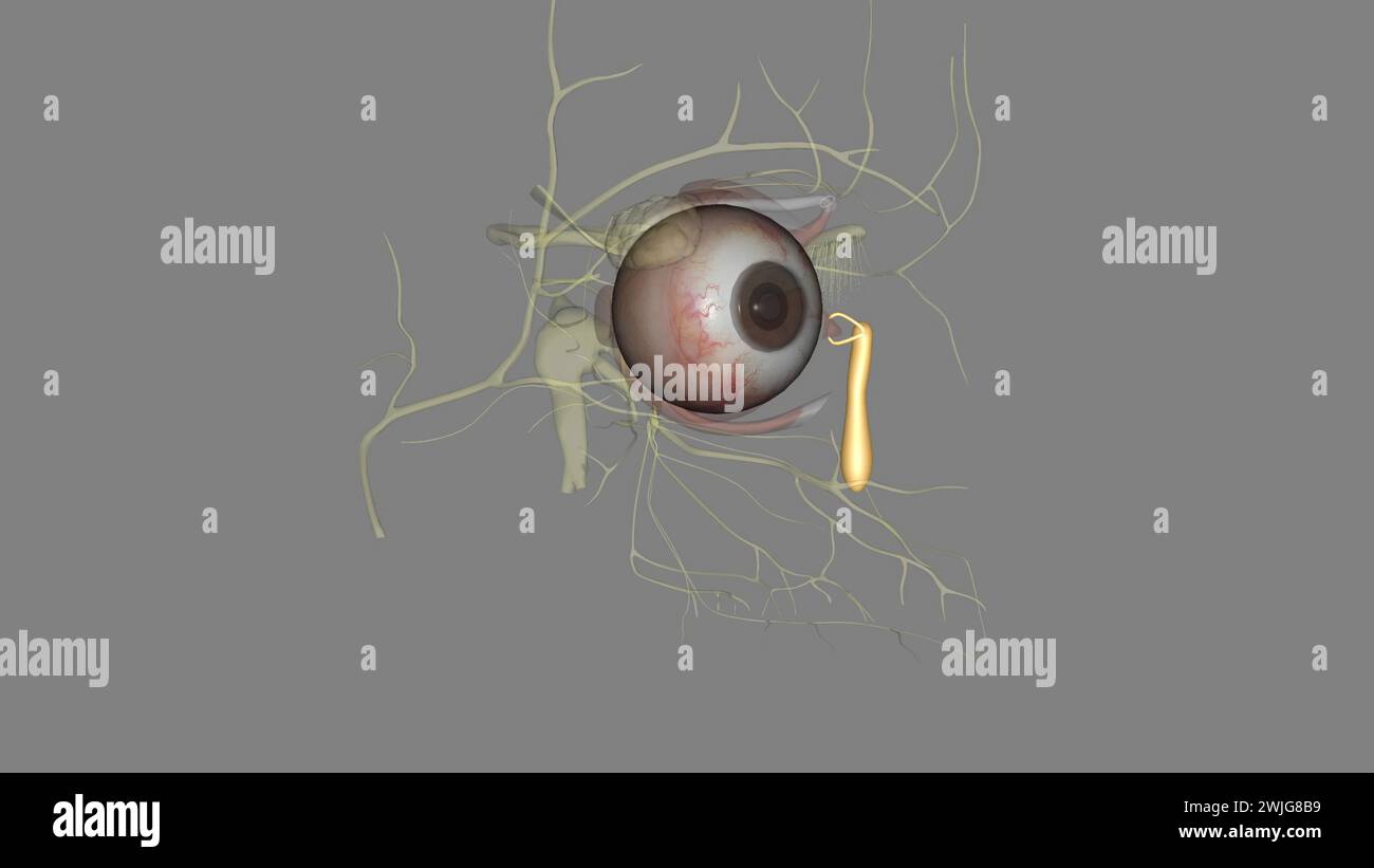Nasolacrimal duct Banque de photographies et d’images à haute ...