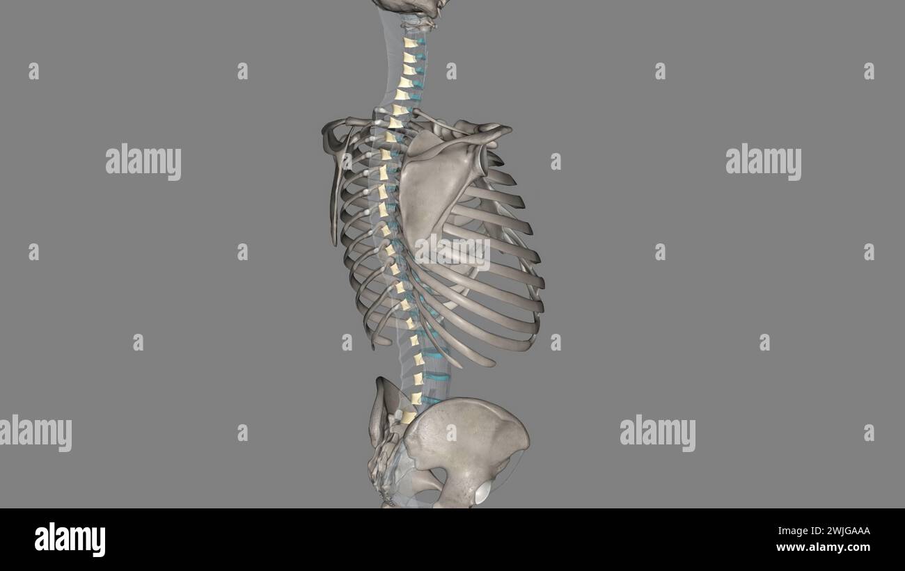 Les ligamenta flava sont une série de ligaments qui relient les parties ...