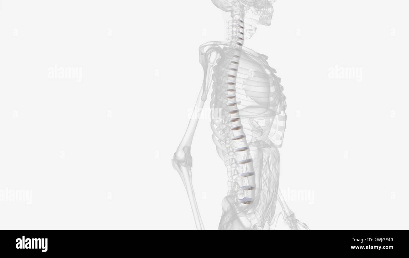 Le disque intervertébral (IVD) est important dans le fonctionnement ...