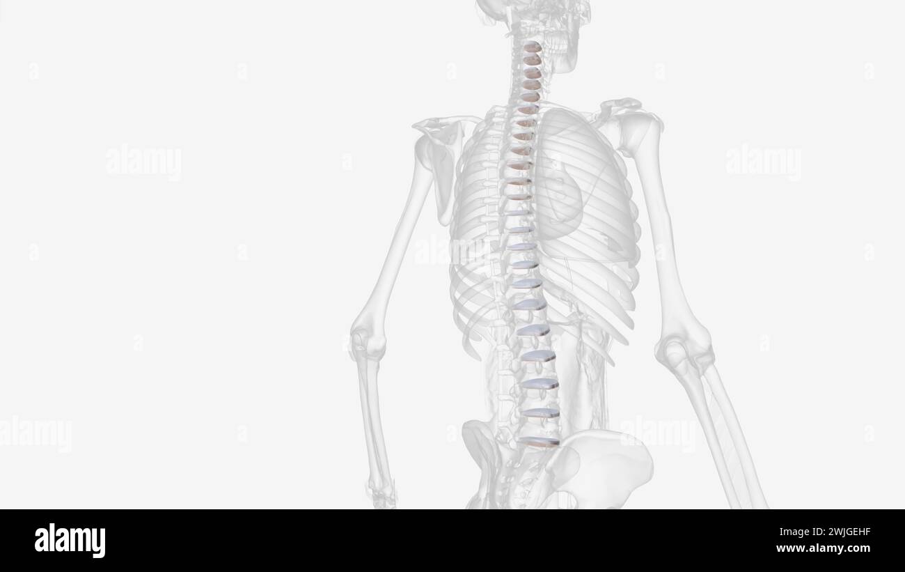 Le disque intervertébral (IVD) est important dans le fonctionnement ...