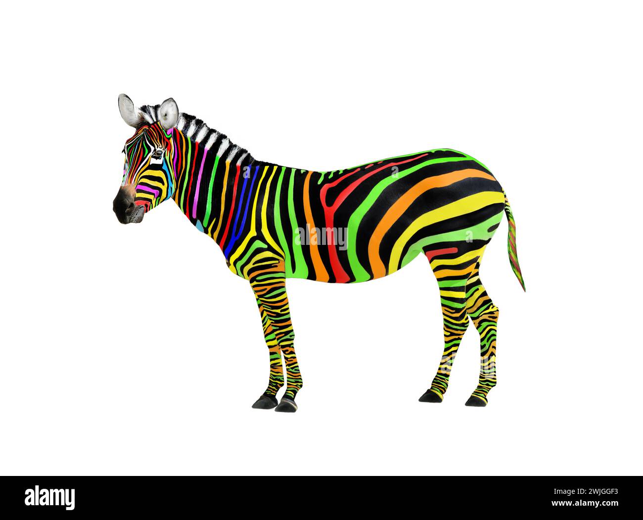 Zèbre de dessin animé couleur Banque de photographies et d’images à ...