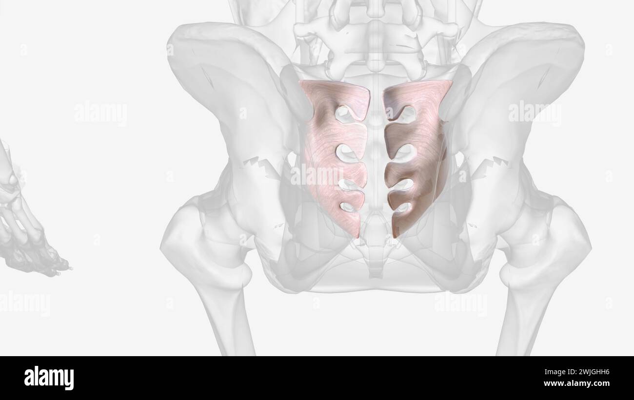 Sacroiliac ligament Banque de photographies et d’images à haute ...