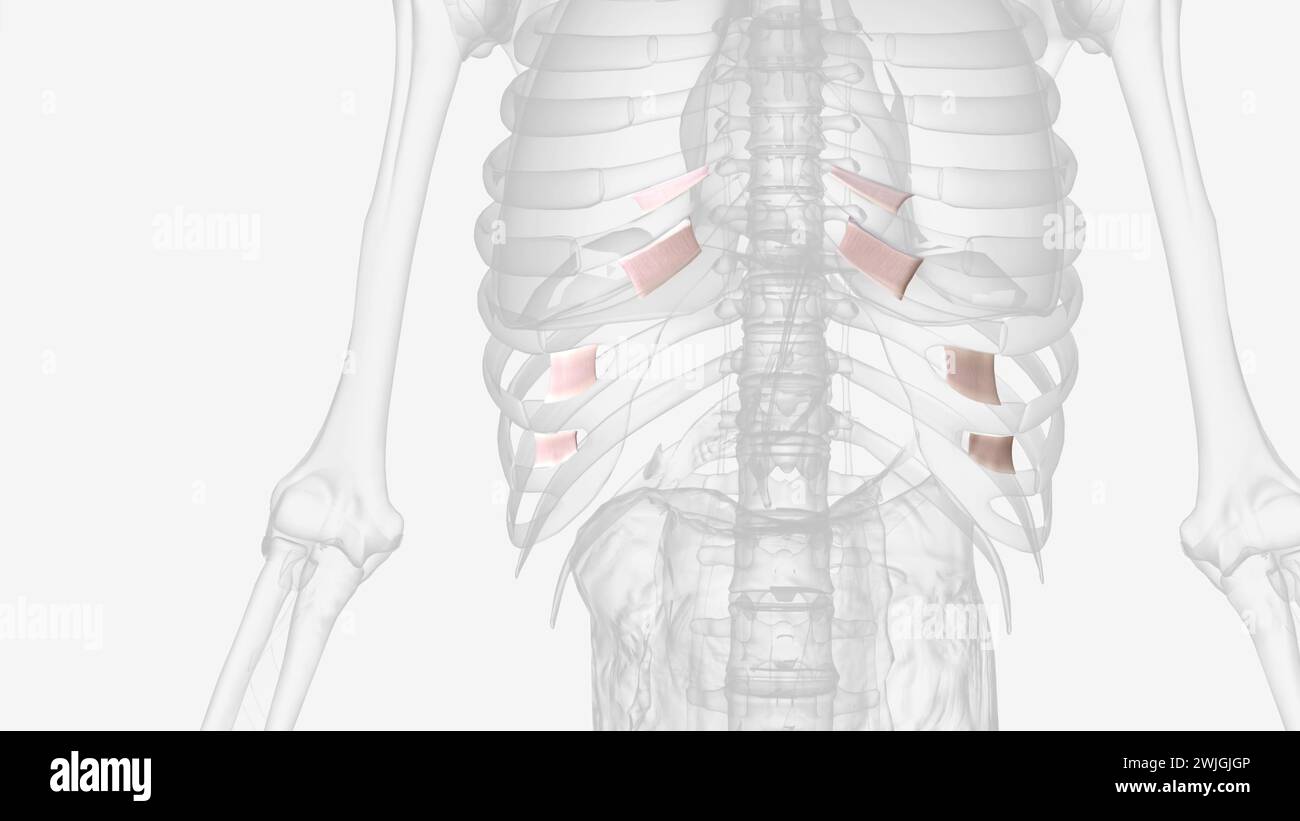 Articulations interchondrales Banque de photographies et d’images à ...