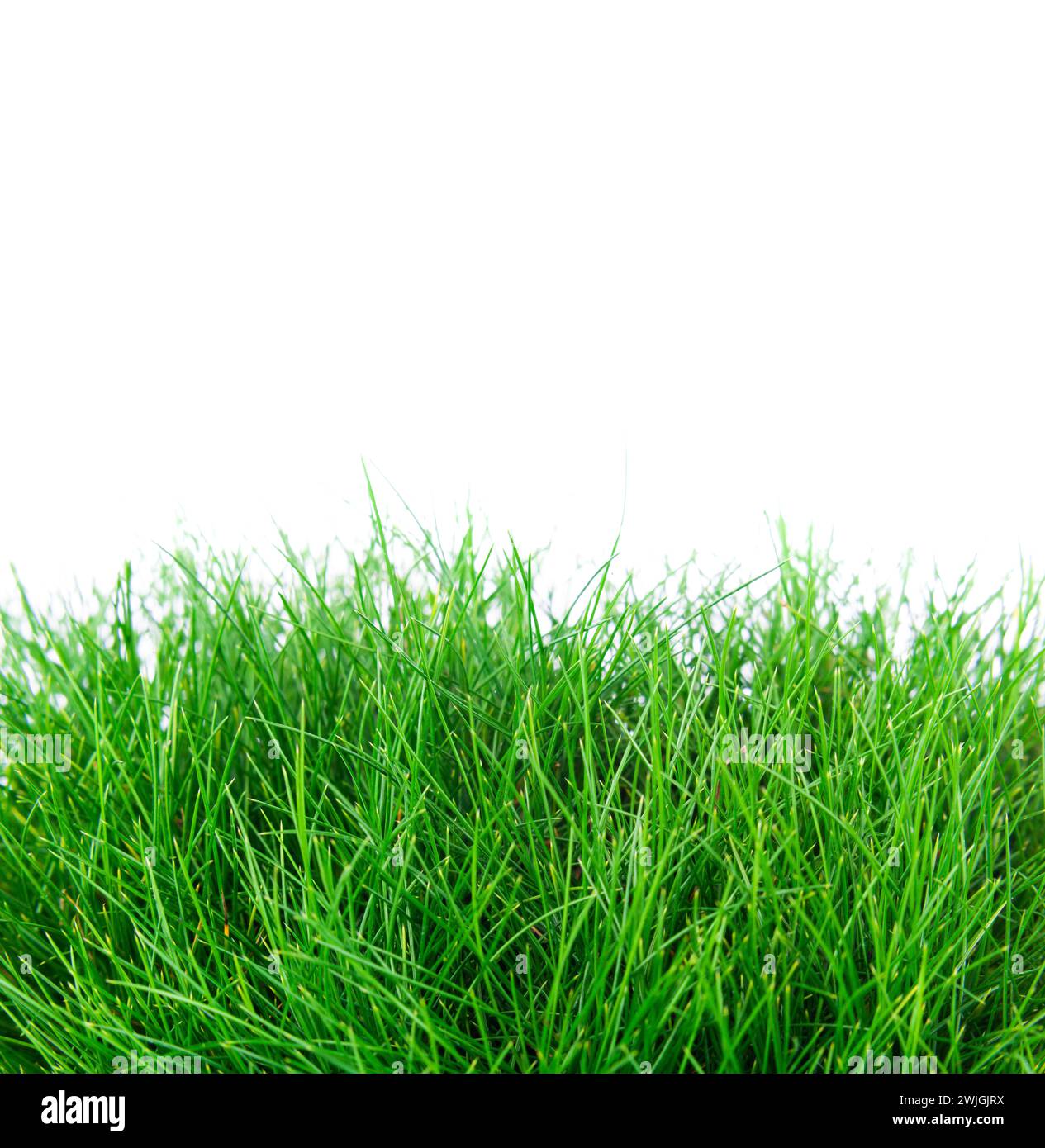 Herbe rampante au sol Banque de photographies et d’images à haute ...