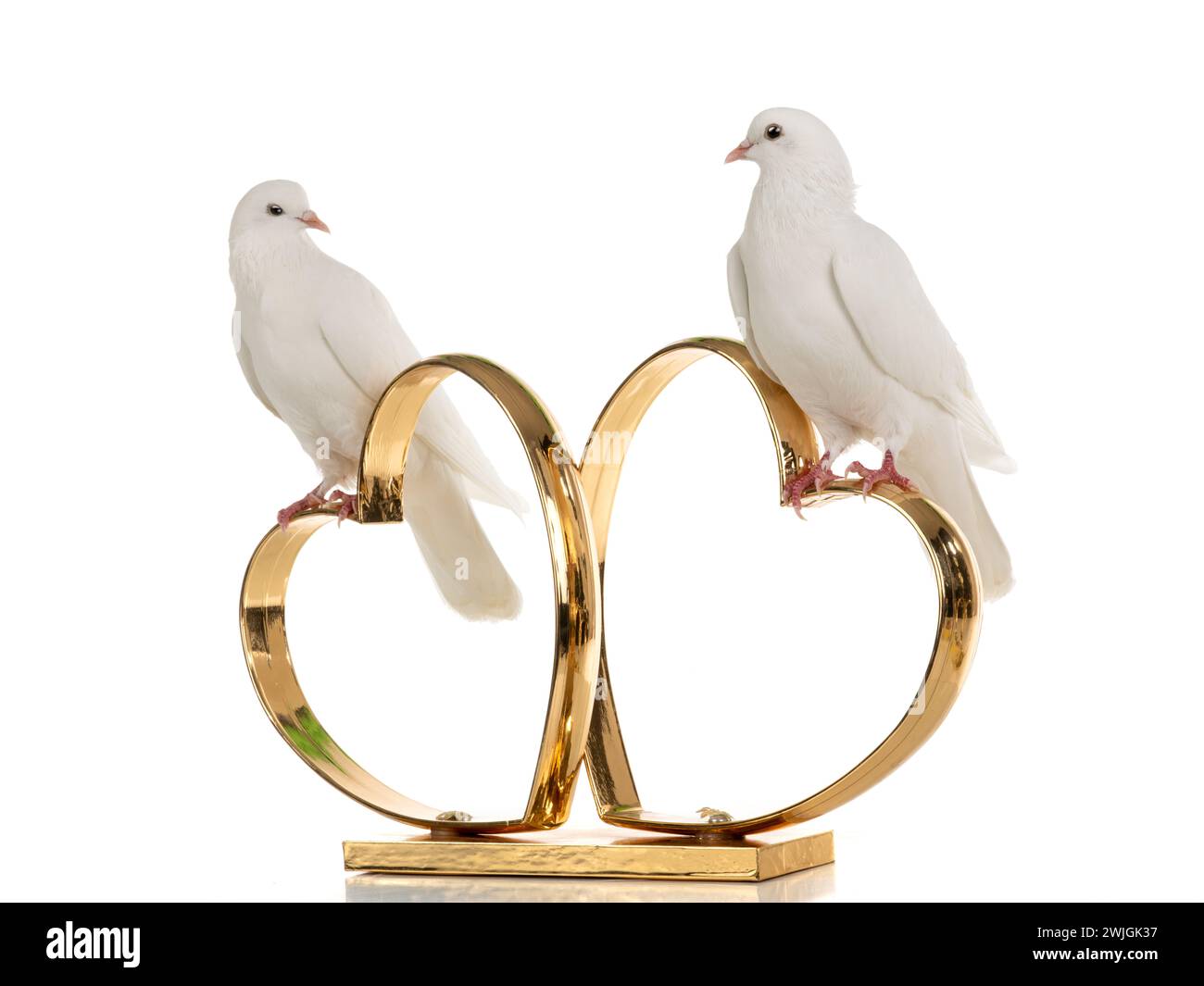 Colombe qui vole avec des coeurs Banque de photographies et d’images à haute résolution - Alamy