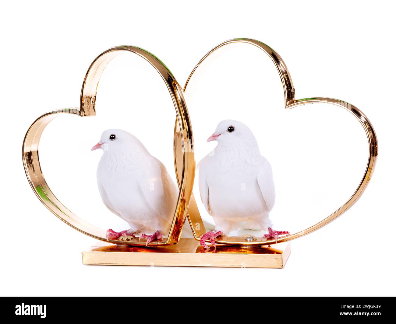 Colombe qui vole avec des coeurs Banque de photographies et d’images à haute résolution - Alamy