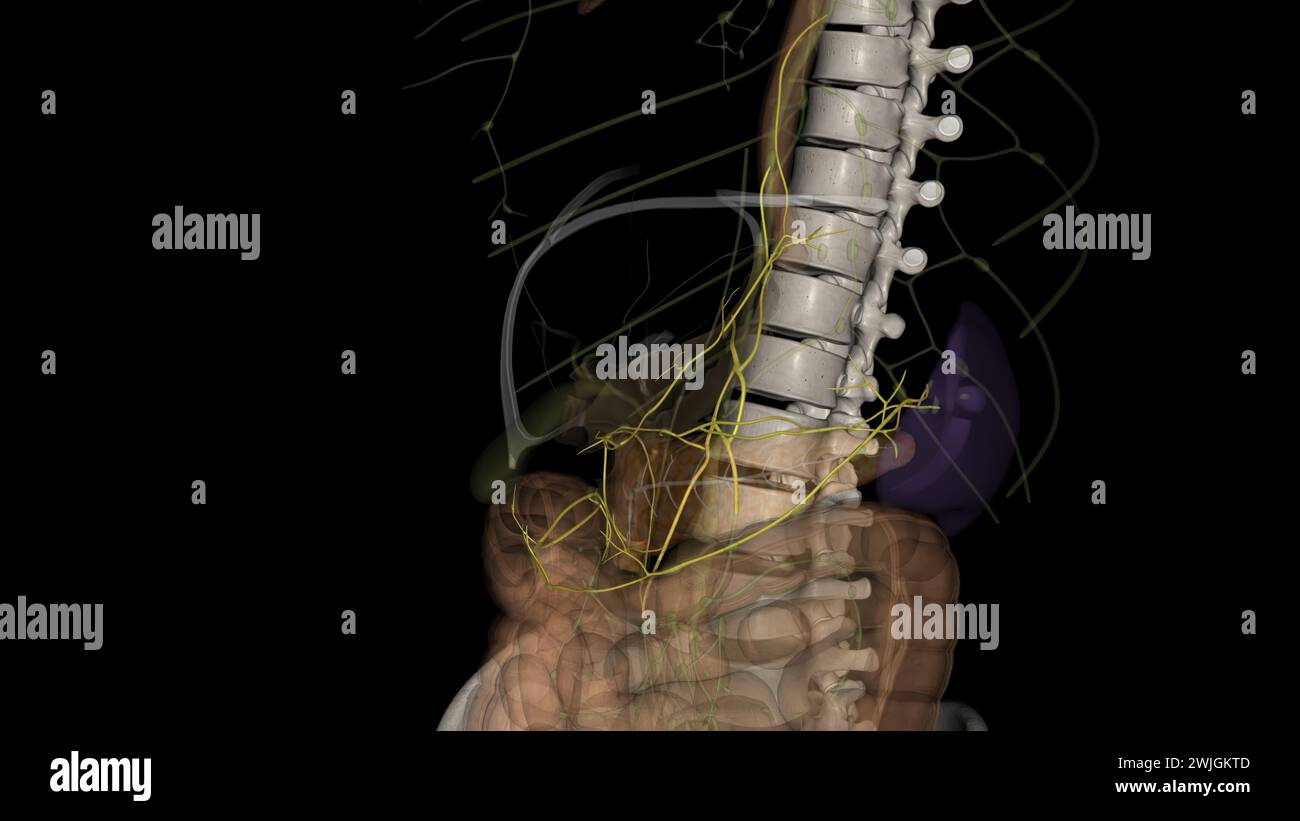 Les ganglions lymphatiques viscéraux sont associés aux viscères ...