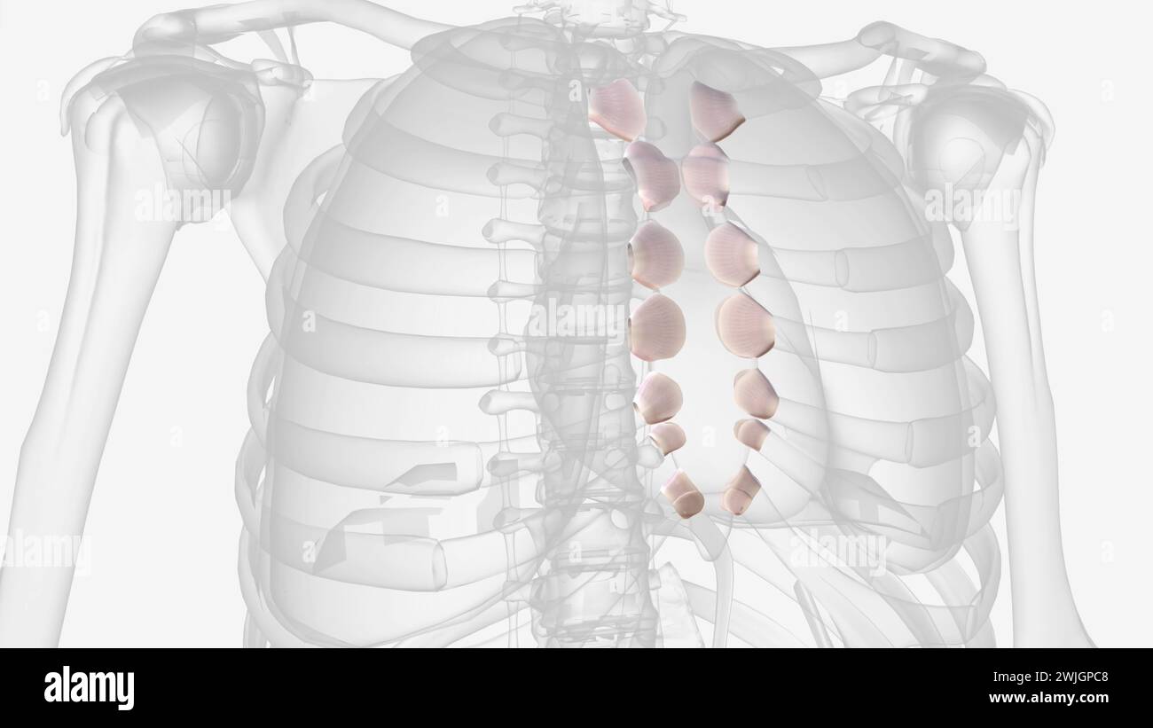 Genu pectorale Banque de photographies et d’images à haute résolution ...