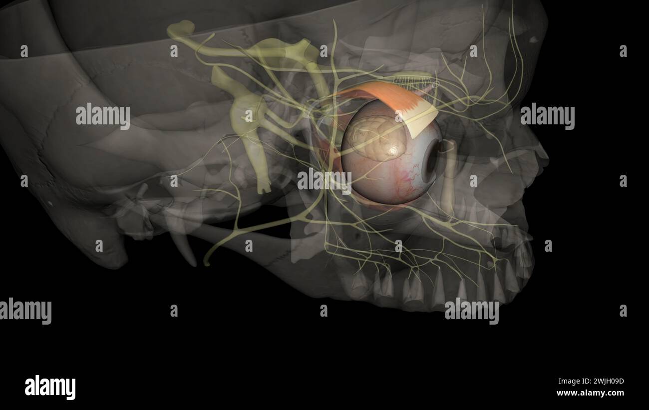 Le levator palpebrae superioris est le muscle dans l'orbite qui élève l ...