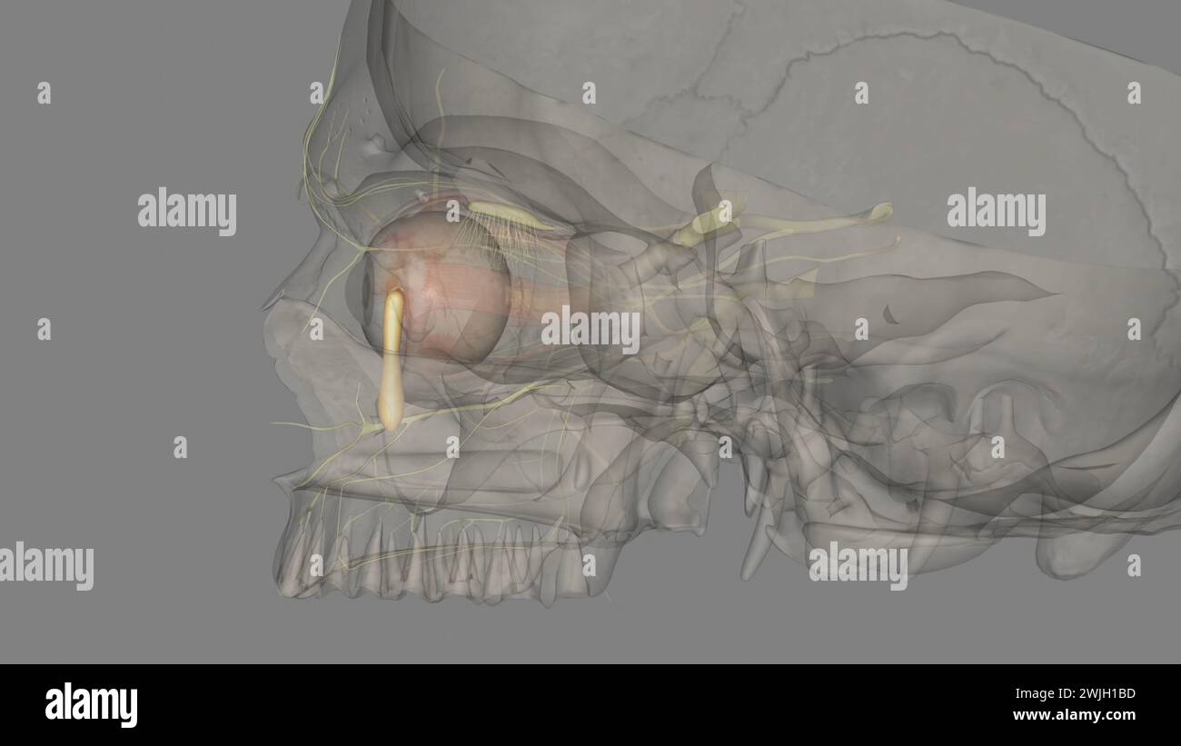 Nasolacrimal duct Banque de photographies et d’images à haute ...