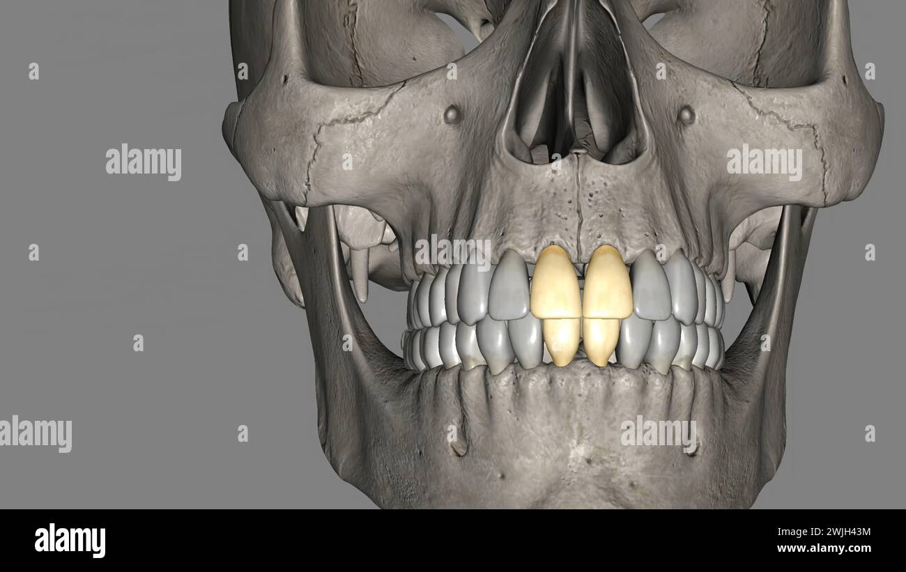 Incisive maxillaire Banque de photographies et d’images à haute ...
