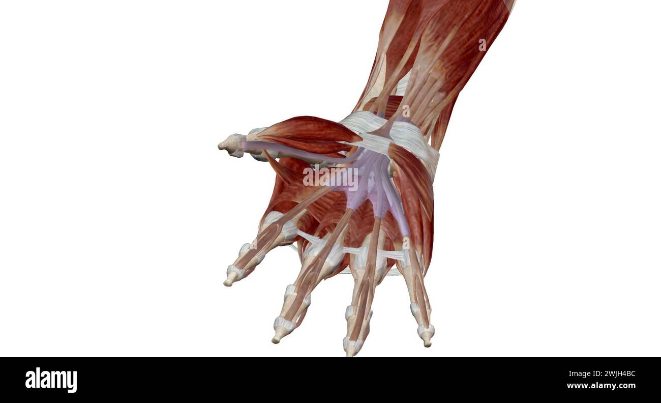 La main et le poignet sont composés de nombreux os, muscles et ...