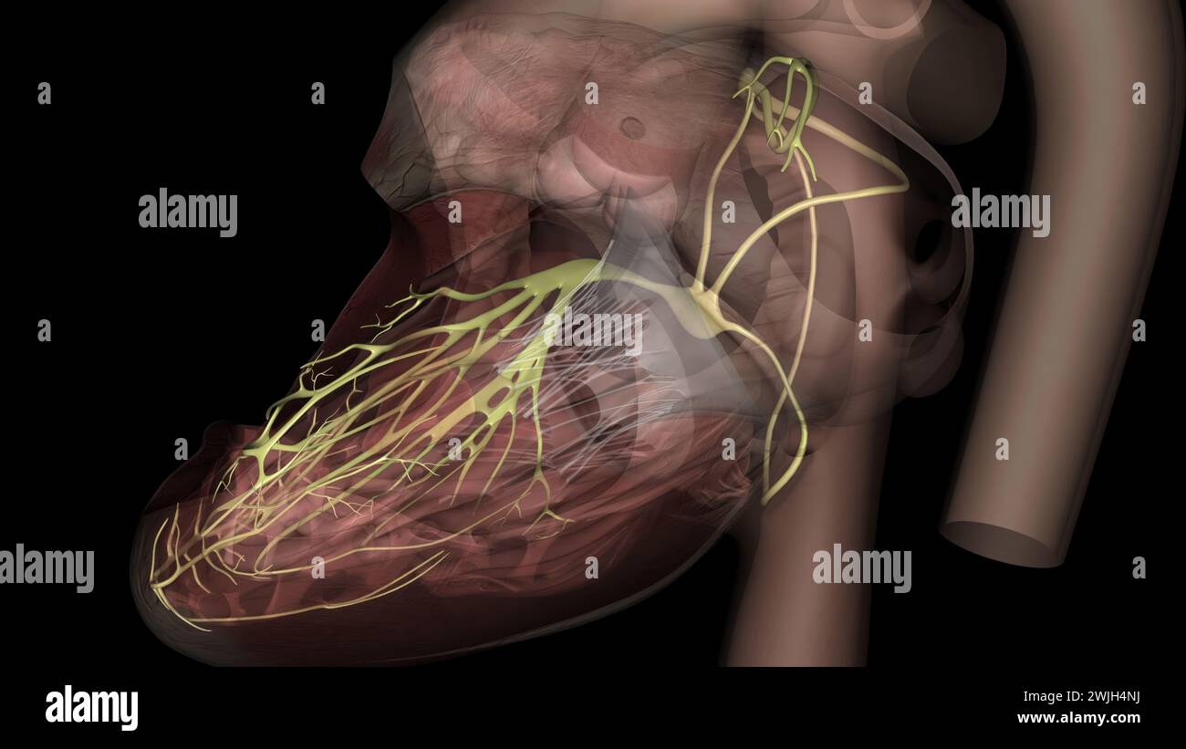 Plexus cardiaque Banque de photographies et d’images à haute résolution ...