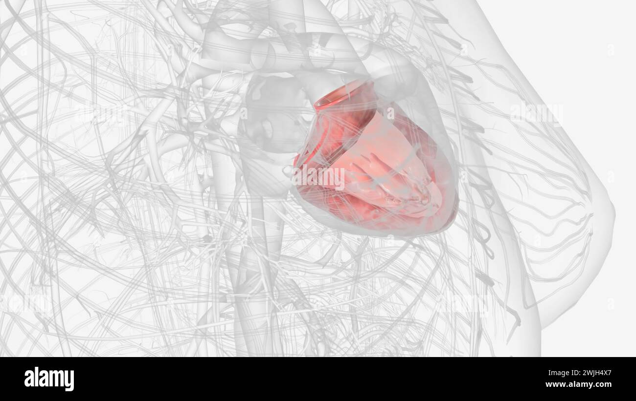 Ventricule gauche Banque de photographies et d’images à haute ...