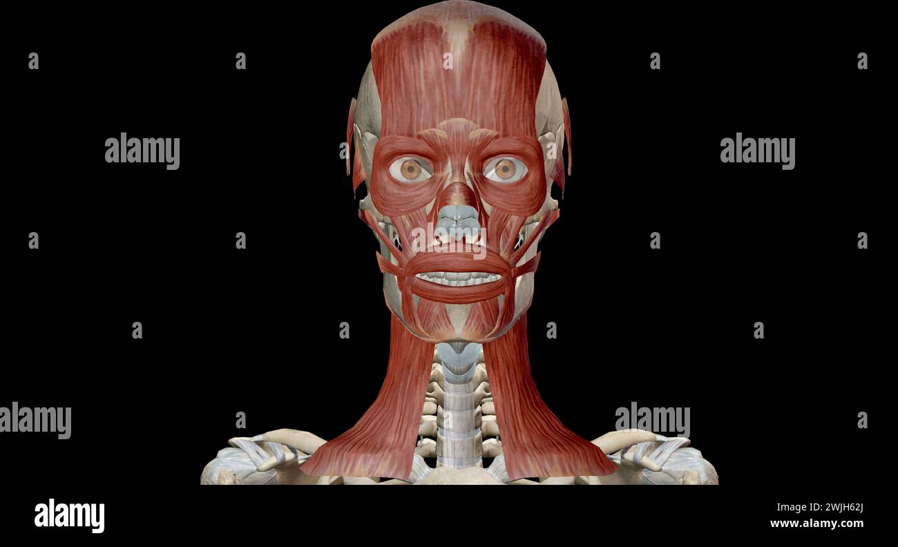 Anatomie 3d muscles nuque crane Banque de photographies et d’images à ...