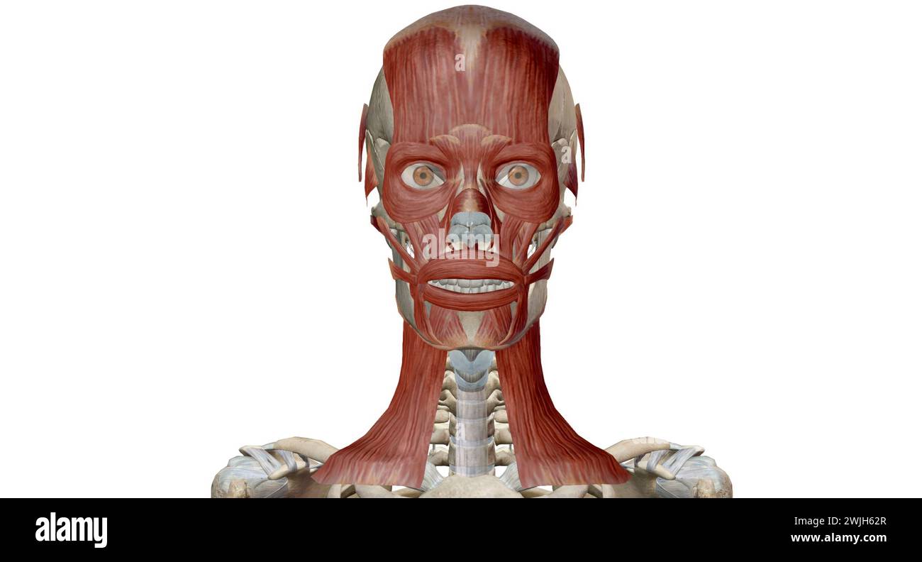 Anatomie 3d muscles nuque crane Banque de photographies et d’images à ...