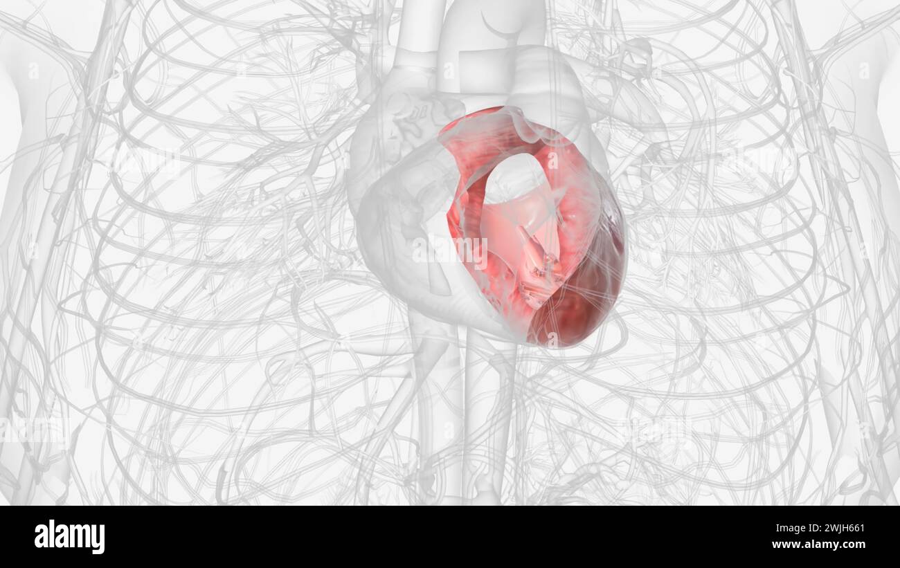 Ventricule gauche Banque de photographies et d’images à haute ...