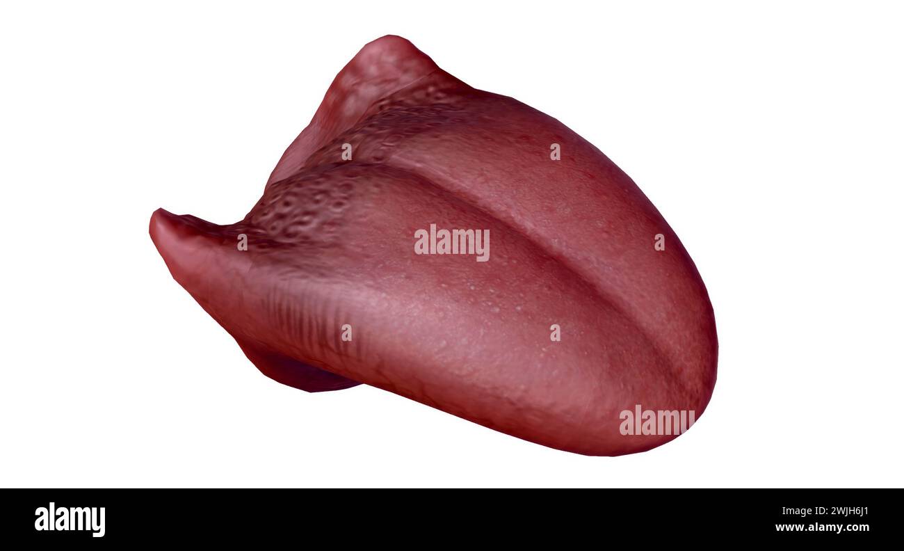 Langue saine papilles de langue et goût Banque de photographies et d ...