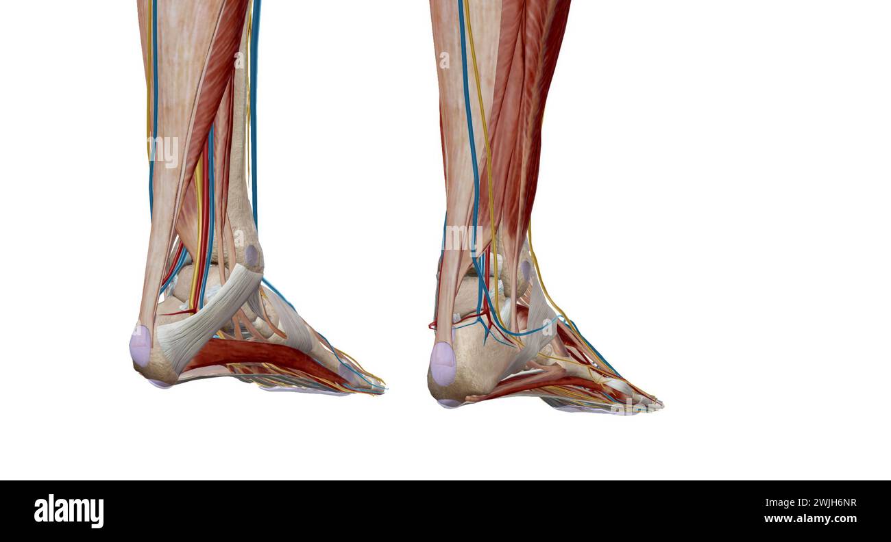 Tendons du bassin humain Banque de photographies et d’images à haute ...