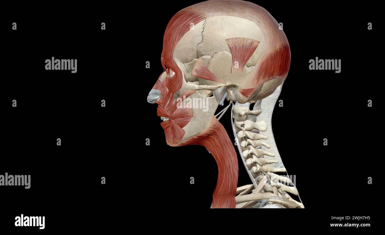 Anatomie 3d muscles nuque crane Banque de photographies et d’images à ...