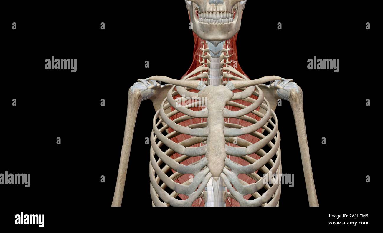 Anatomie 3d muscles main Banque de photographies et d’images à haute ...