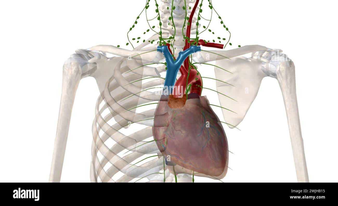 Le système endocrinien fabrique et libère des hormones qui contrôlent ...