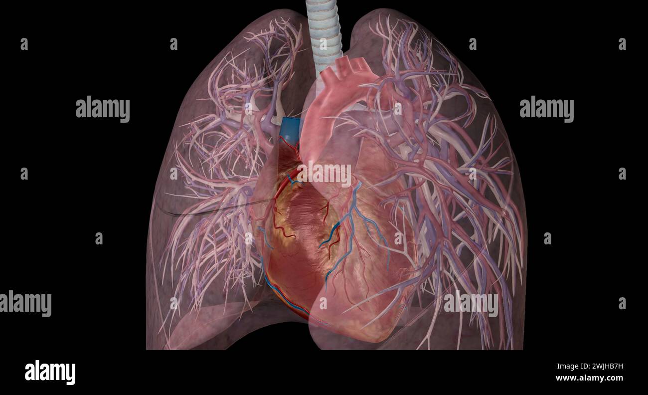circulation pulmonaire, système de vaisseaux sanguins qui forme un ...