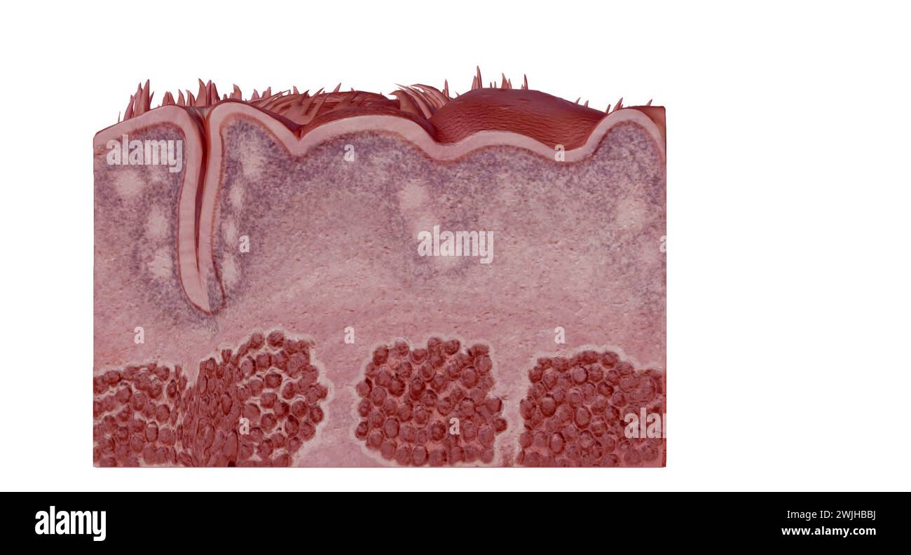 Anatomie de la langue 3d Banque d'images détourées - Alamy