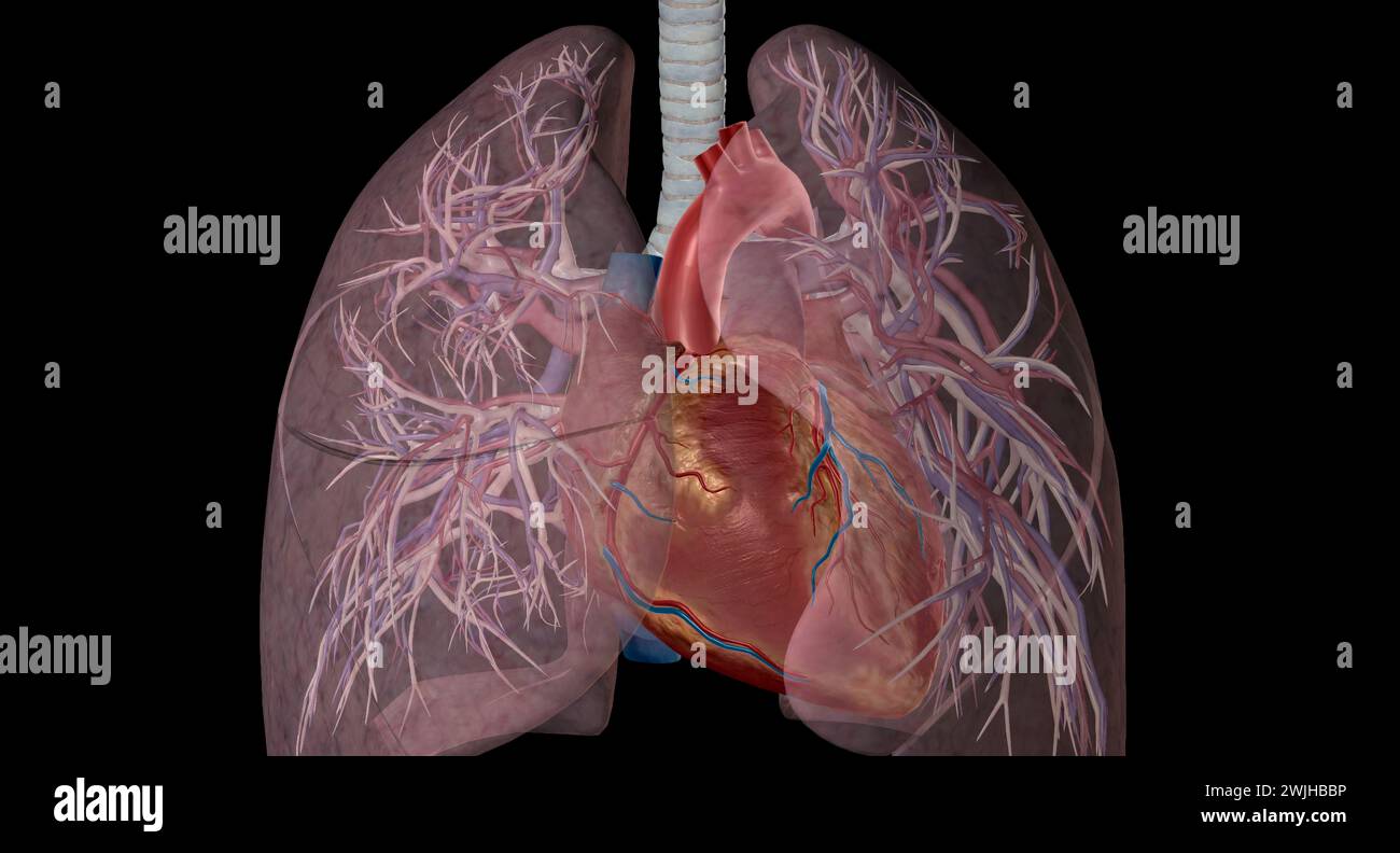 circulation pulmonaire, système de vaisseaux sanguins qui forme un ...