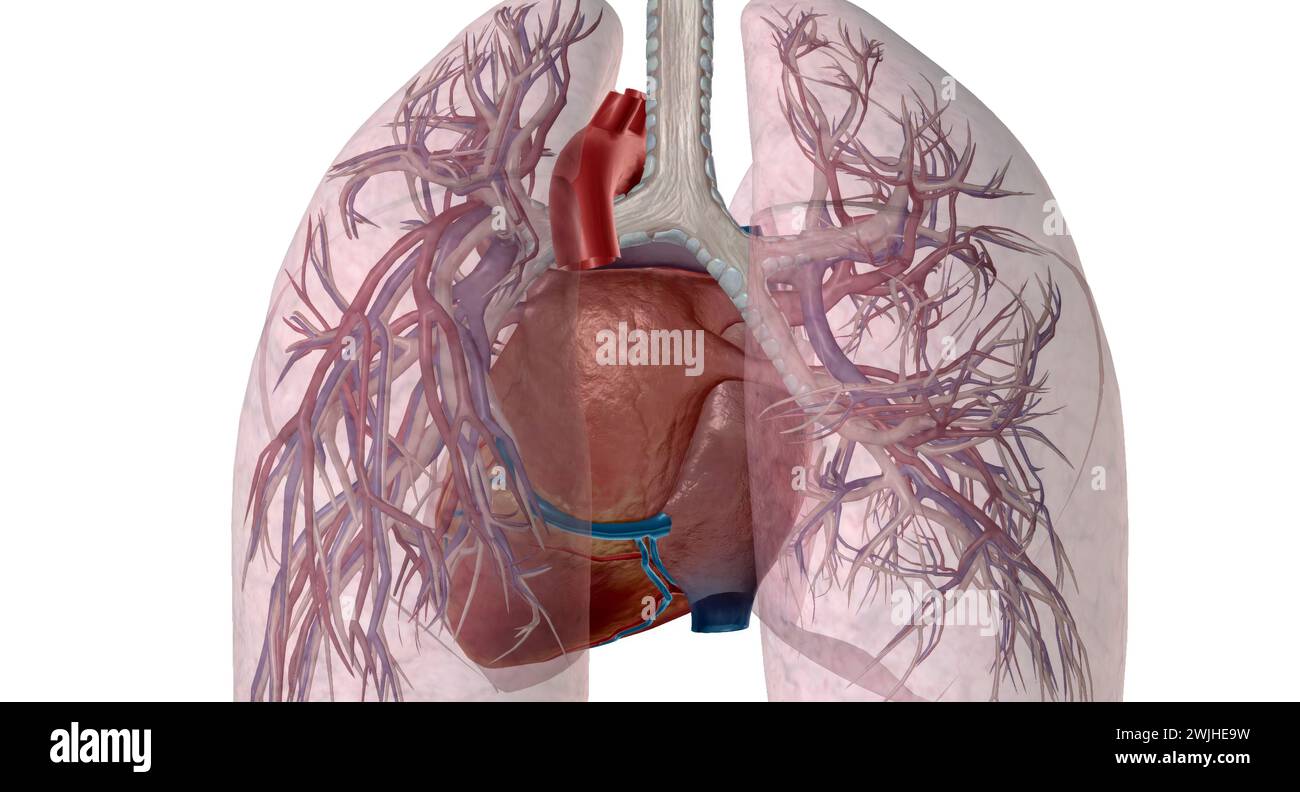 circulation pulmonaire, système de vaisseaux sanguins qui forme un ...