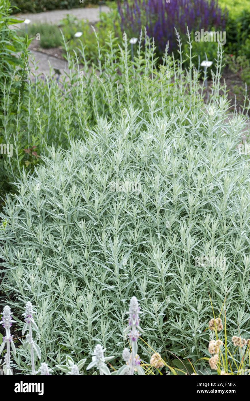 Artemisia ludoviciana silver queen Banque de photographies et d’images ...