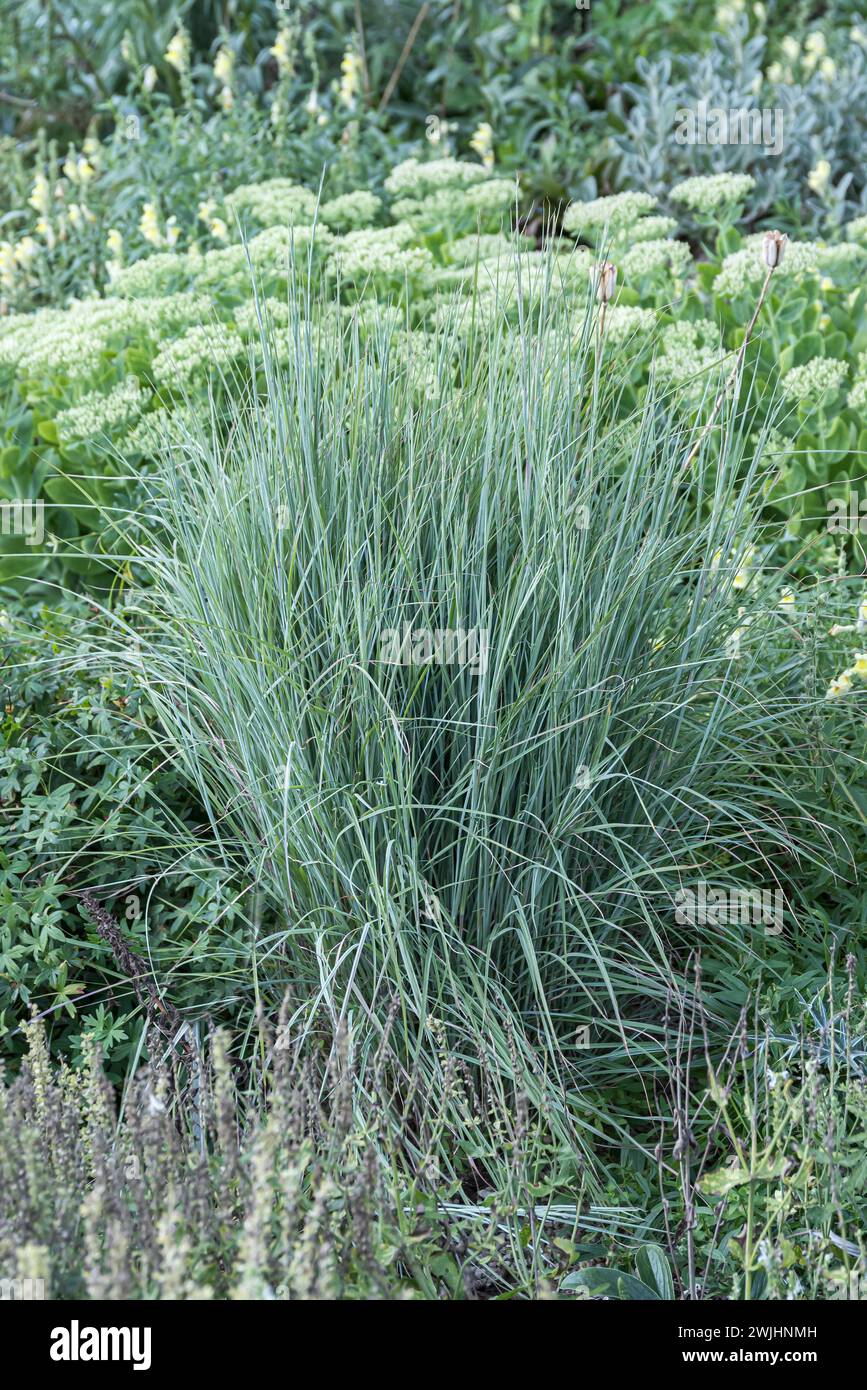 Schizachyrium scoparium Banque de photographies et d’images à haute ...
