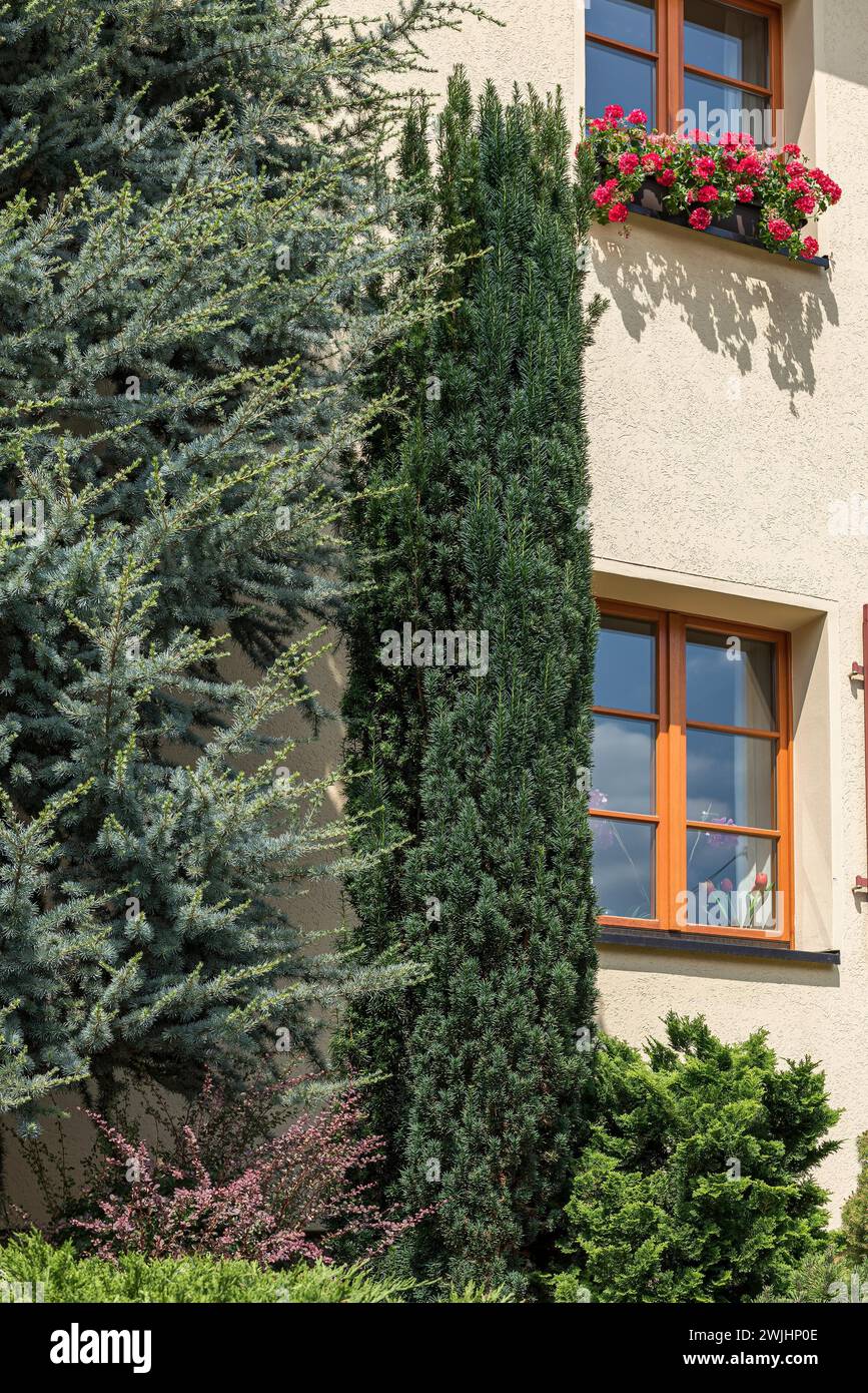 Taxus baccata fastigiata Banque de photographies et d’images à haute ...