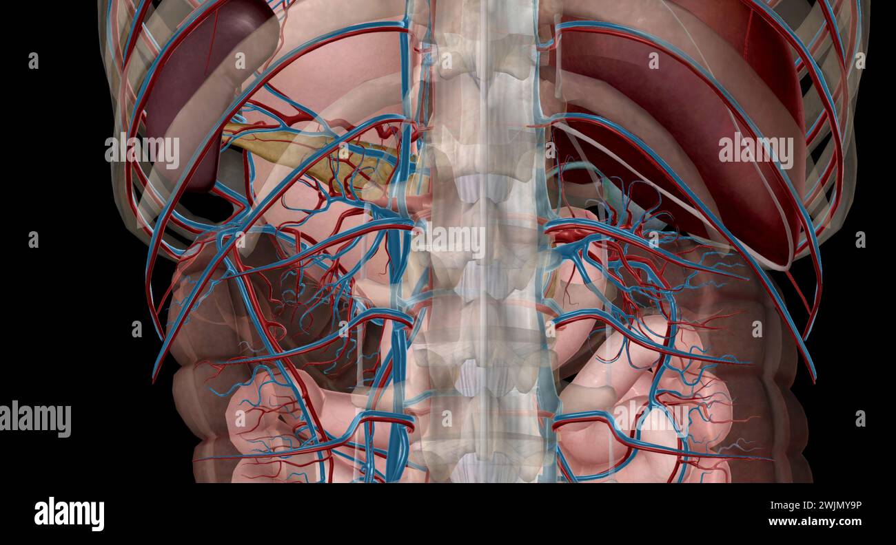Système vasculaire abdominal Banque de photographies et d’images à ...