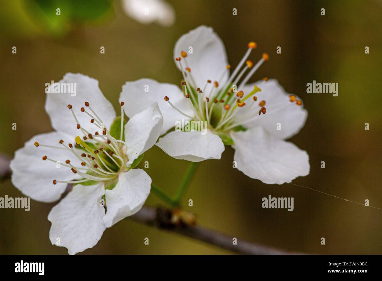 Blackthorn prunus spinosa close up leaves Banque de photographies et d ...