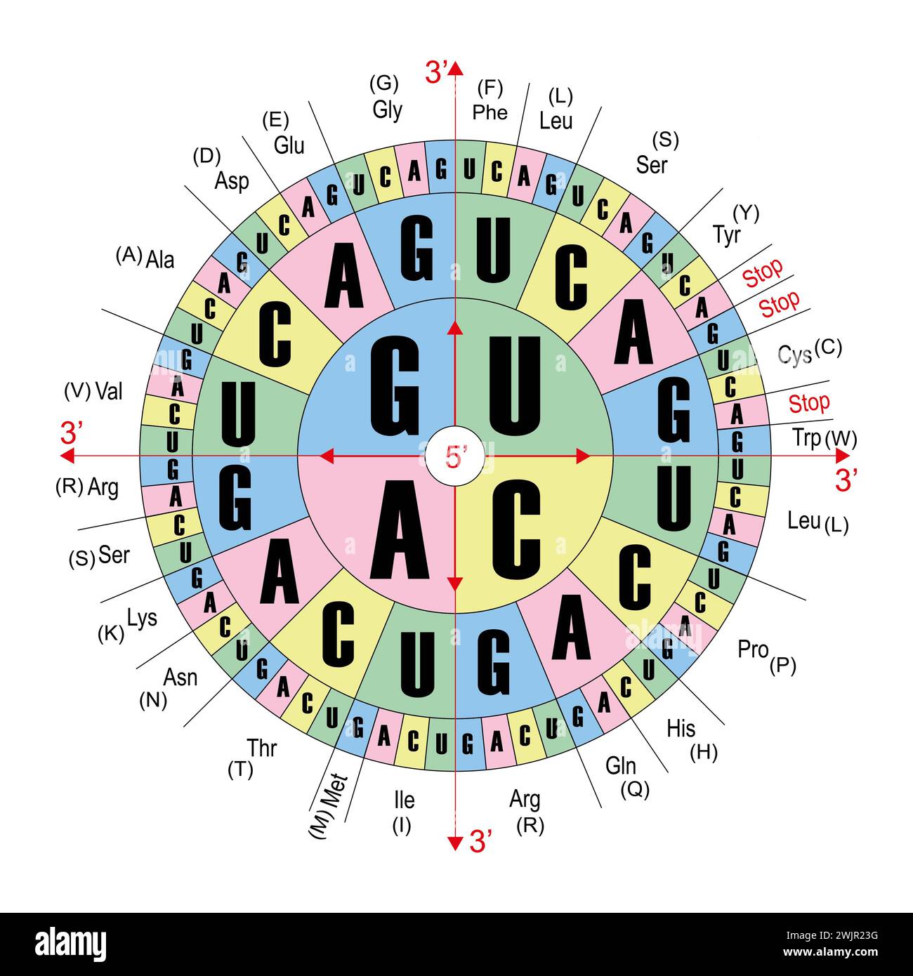 Table de codons Banque de photographies et d’images à haute résolution ...