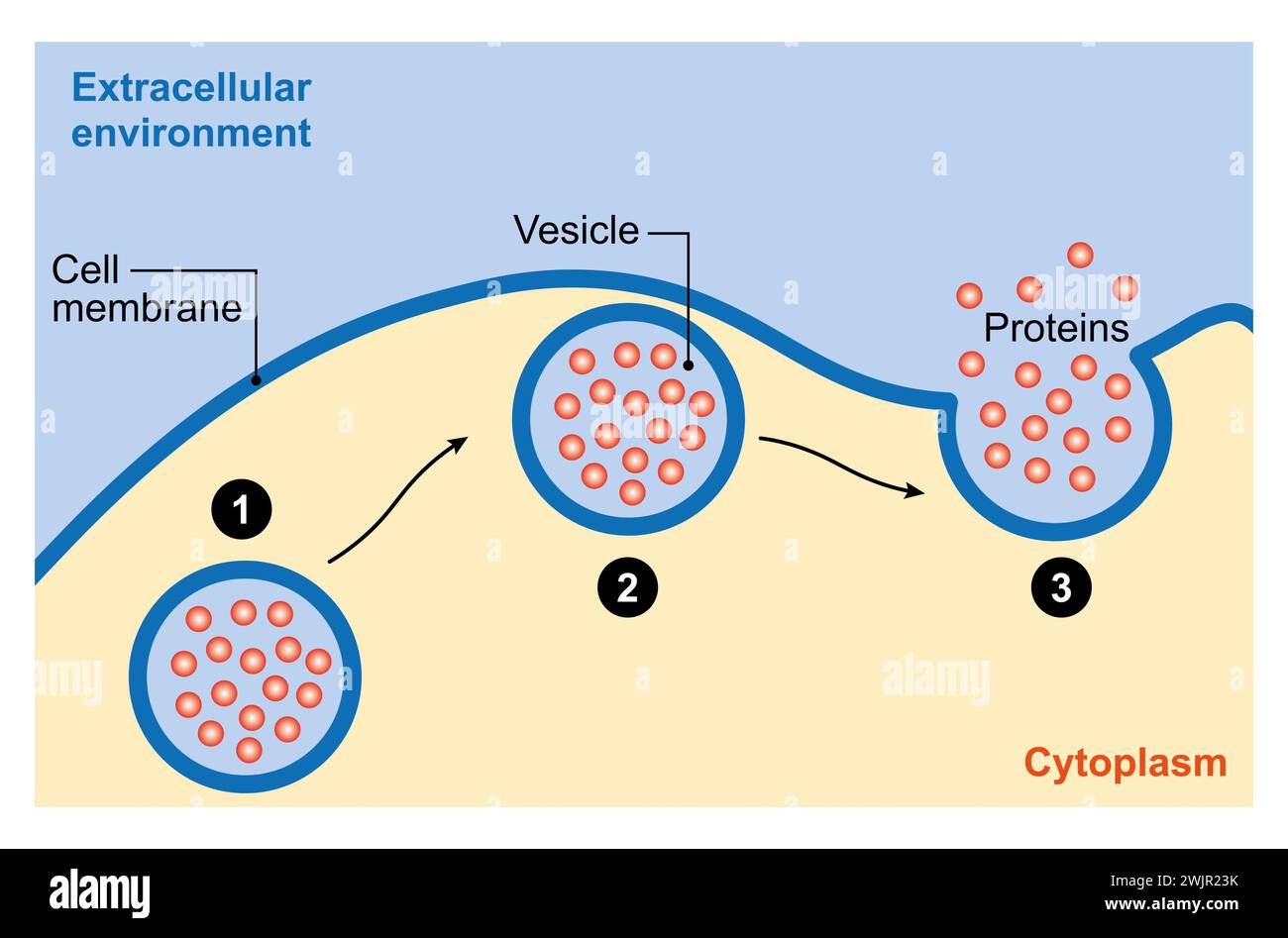 Vésicule extracellulaire Banque de photographies et d’images à haute ...