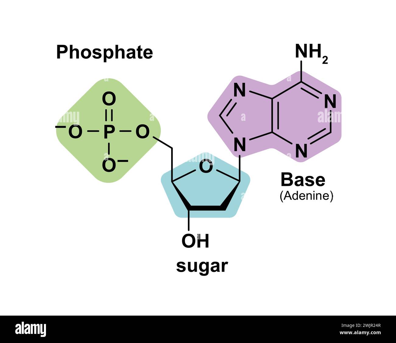 Molecular model of purine nucleobase Banque d'images détourées - Alamy