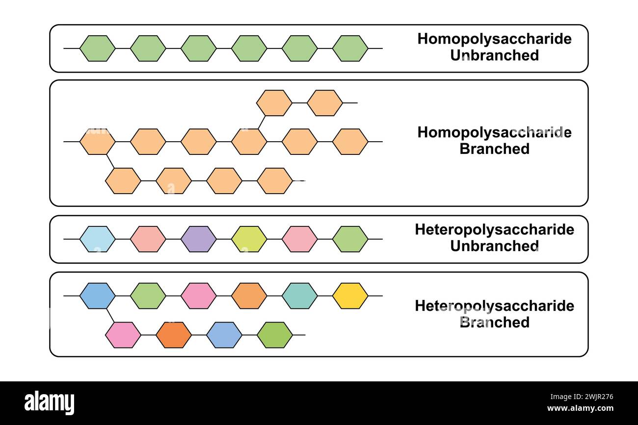 Types de polysaccharides Banque de photographies et d’images à haute ...